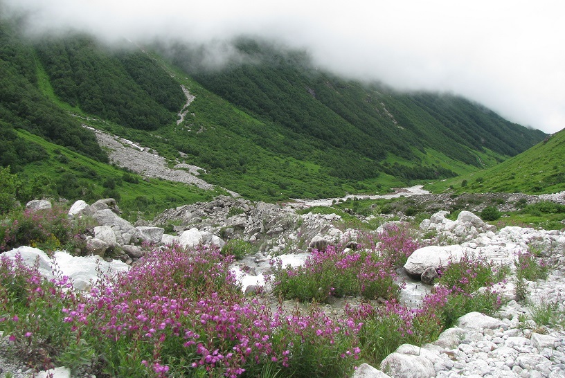Valley Of Flowers In Chamoli